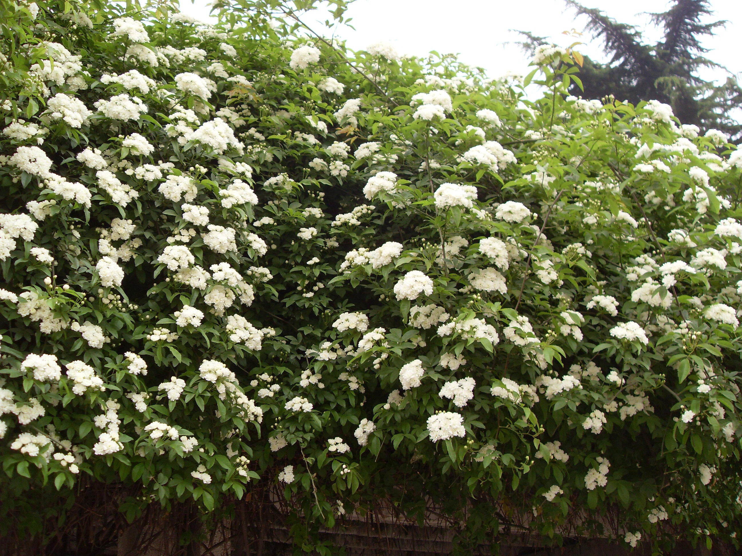 The Wonders of Radix Aucklandiae: Nature's Aid for Gut Health ...